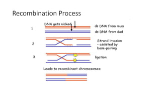 Linkage analysis and genome mapping | PPTX