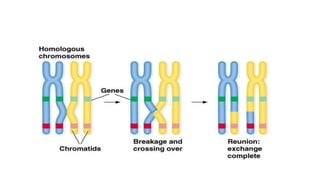 Linkage analysis and genome mapping | PPTX | Genetics | Science