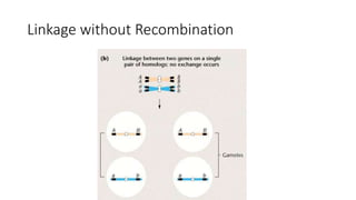 Linkage analysis and genome mapping | PPTX