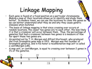 Linkageandcrossingover 101216024248-phpapp01 | PPT