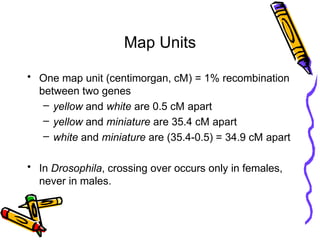Linkageandcrossingover 101216024248-phpapp01 | PPT