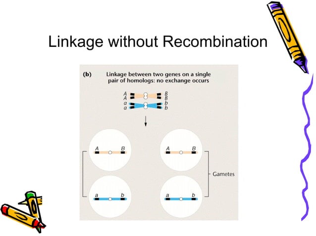 Linkage and crossing over | PPT