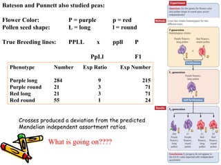 Linkage and crossing over | PPT
