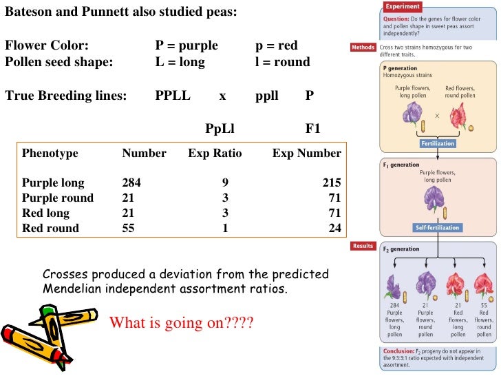 Linkage and crossing over
