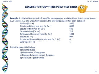 Linkage and crossing over | PDF