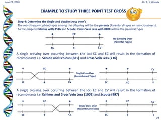 Linkage and crossing over | PDF