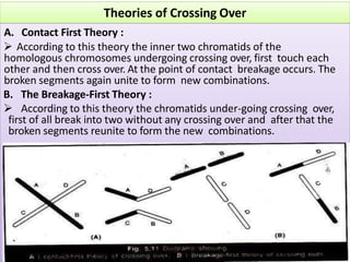 Linkage and crossing over | PPTX