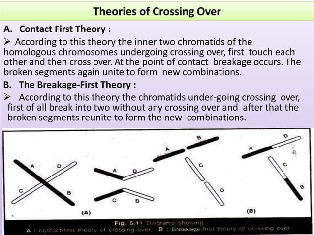 Linkage and crossing over | PPTX | Genetics | Science