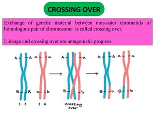 Linkage and Crossing over (Sanjay Chetry).pptx | Genetics | Science