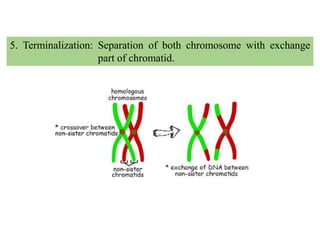 Linkage and Crossing over (Sanjay Chetry).pptx | Genetics | Science