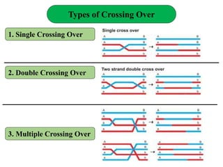 Linkage and Crossing over (Sanjay Chetry).pptx | Genetics | Science