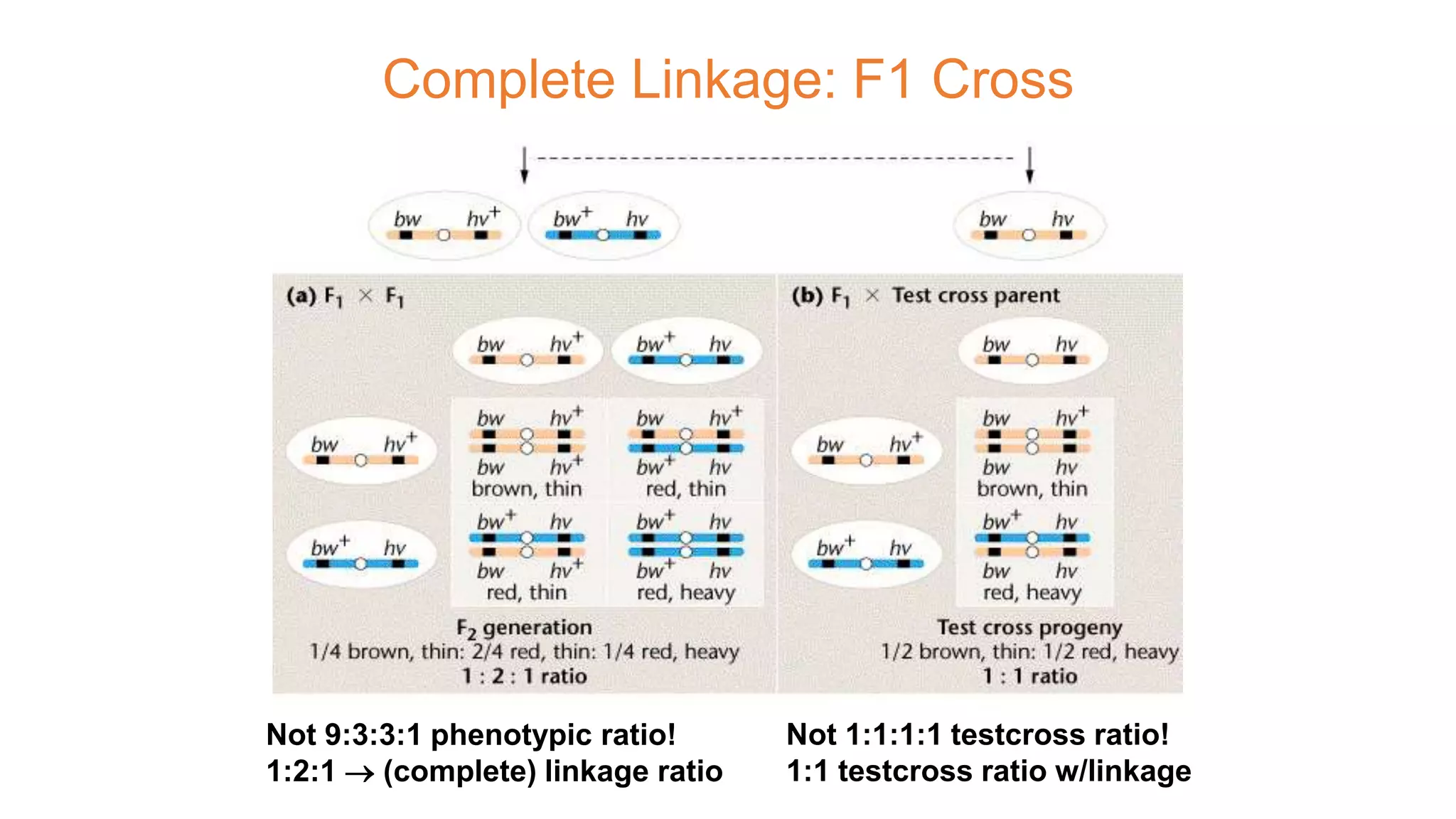 Linkage and crossing over.. Dr. krishna | PPTX