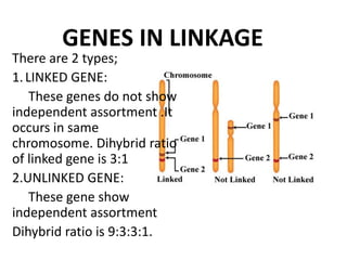 LINKAGE AND CROSSING OVER ppt.pptx