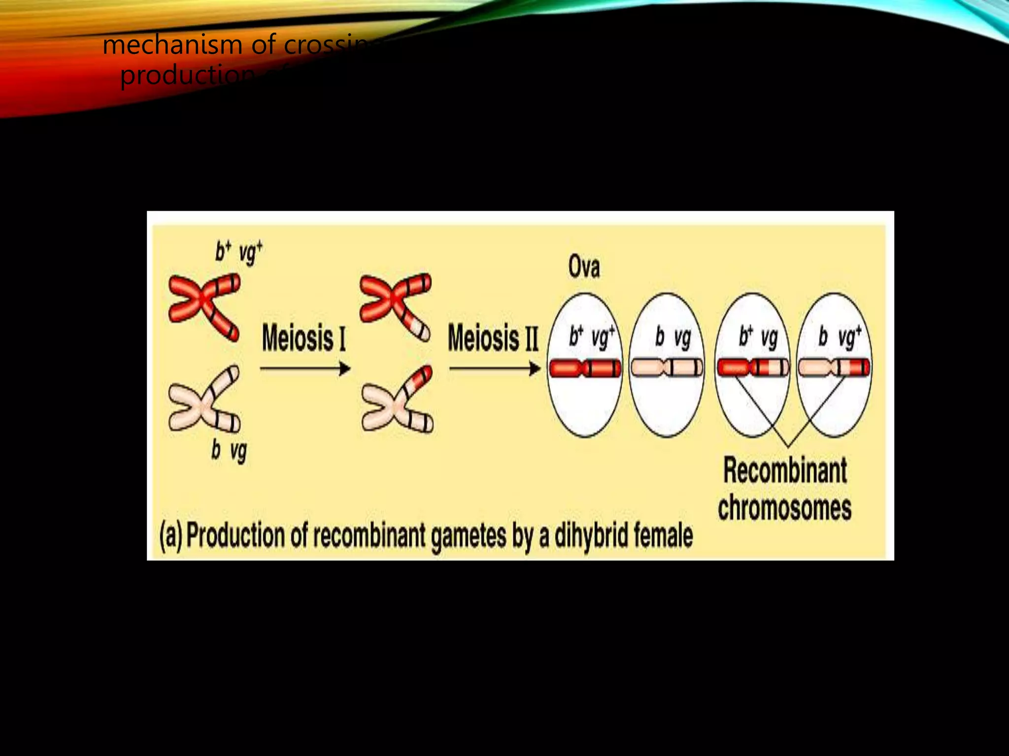 Linkage and Recombination.ppt