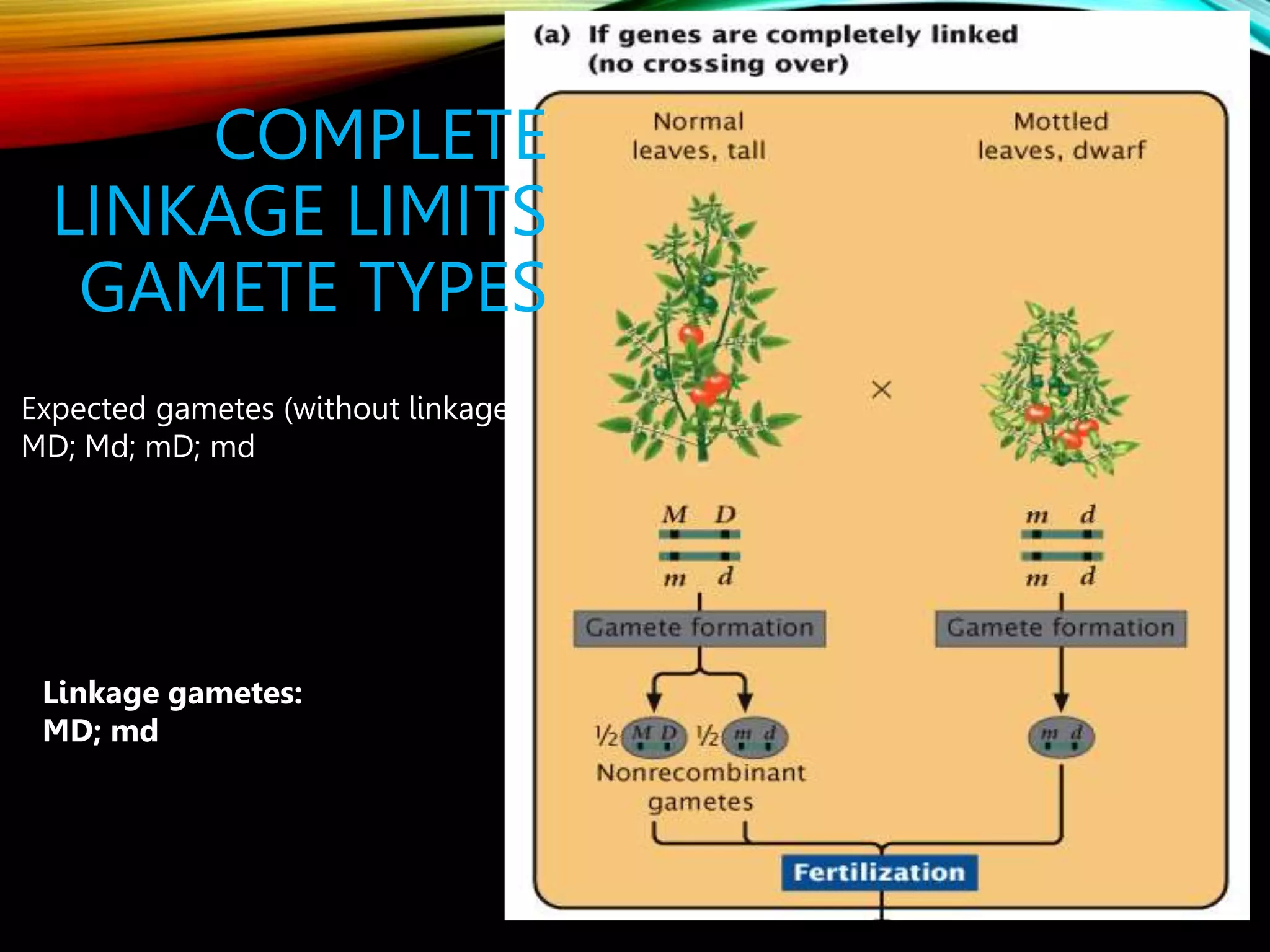Linkage and Recombination.ppt