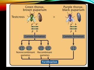 Linkage and Recombination.ppt