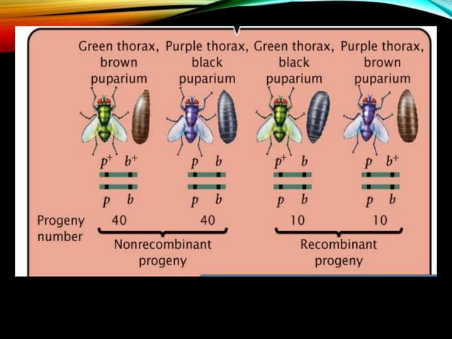 Linkage and Recombination.ppt | Genetics | Science