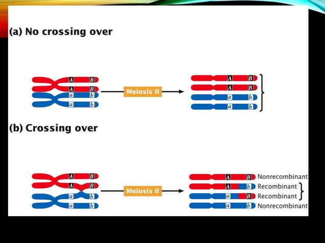 Linkage and Recombination.ppt | Genetics | Science