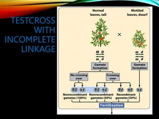 Linkage and Recombination.ppt
