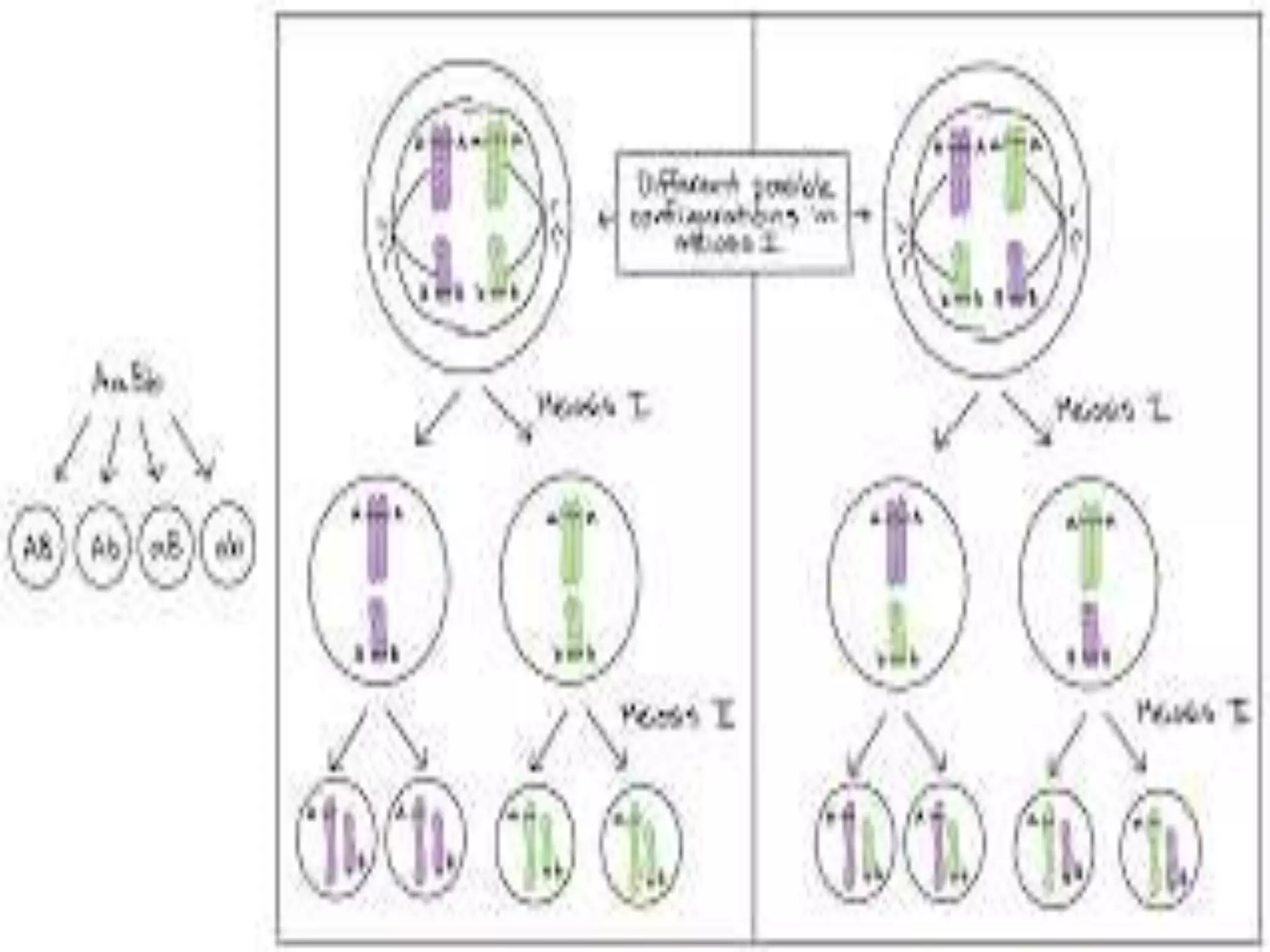 Linkage – concept, types and theories | PPTX