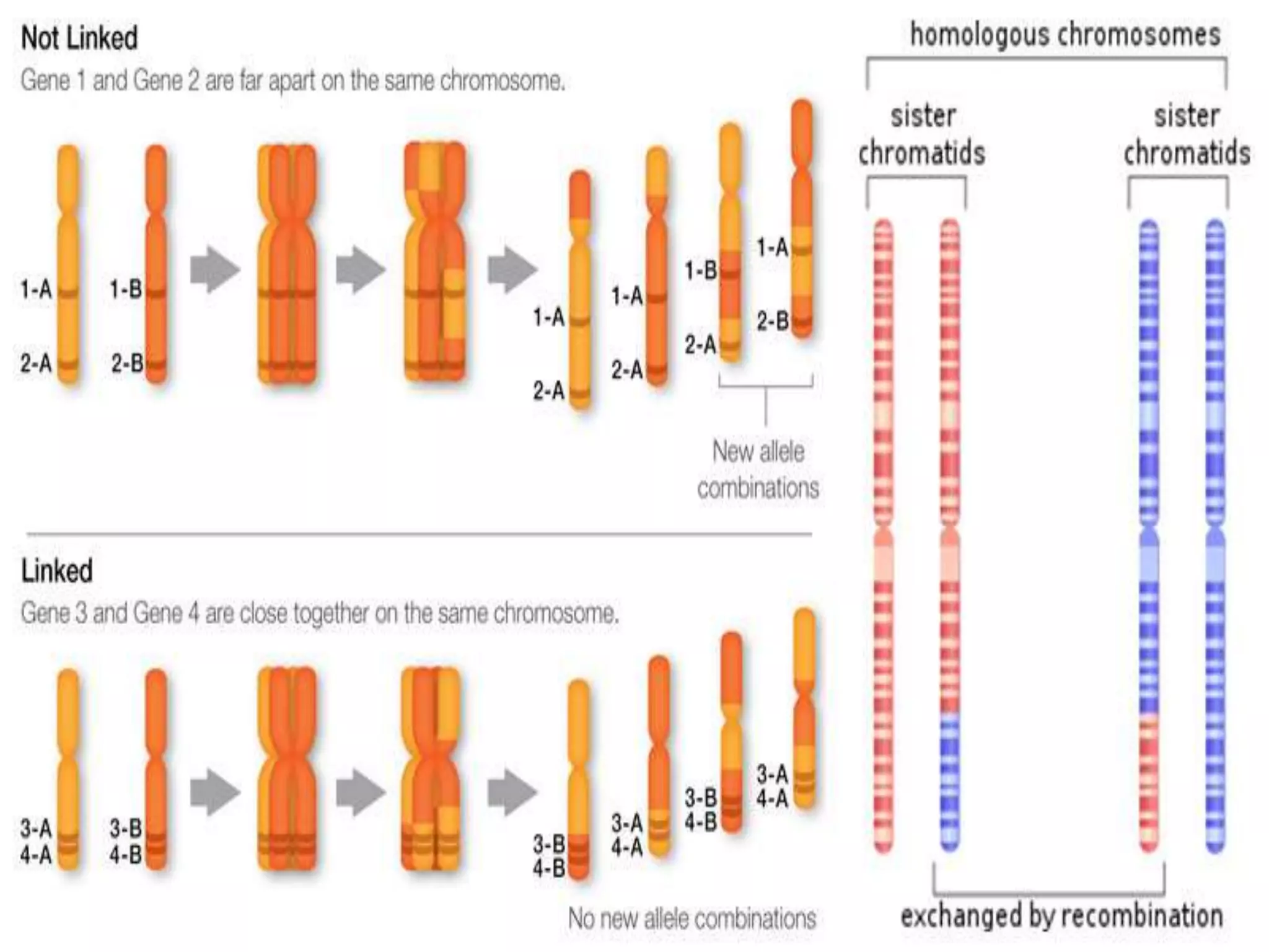Linkage – concept, types and theories | PPTX