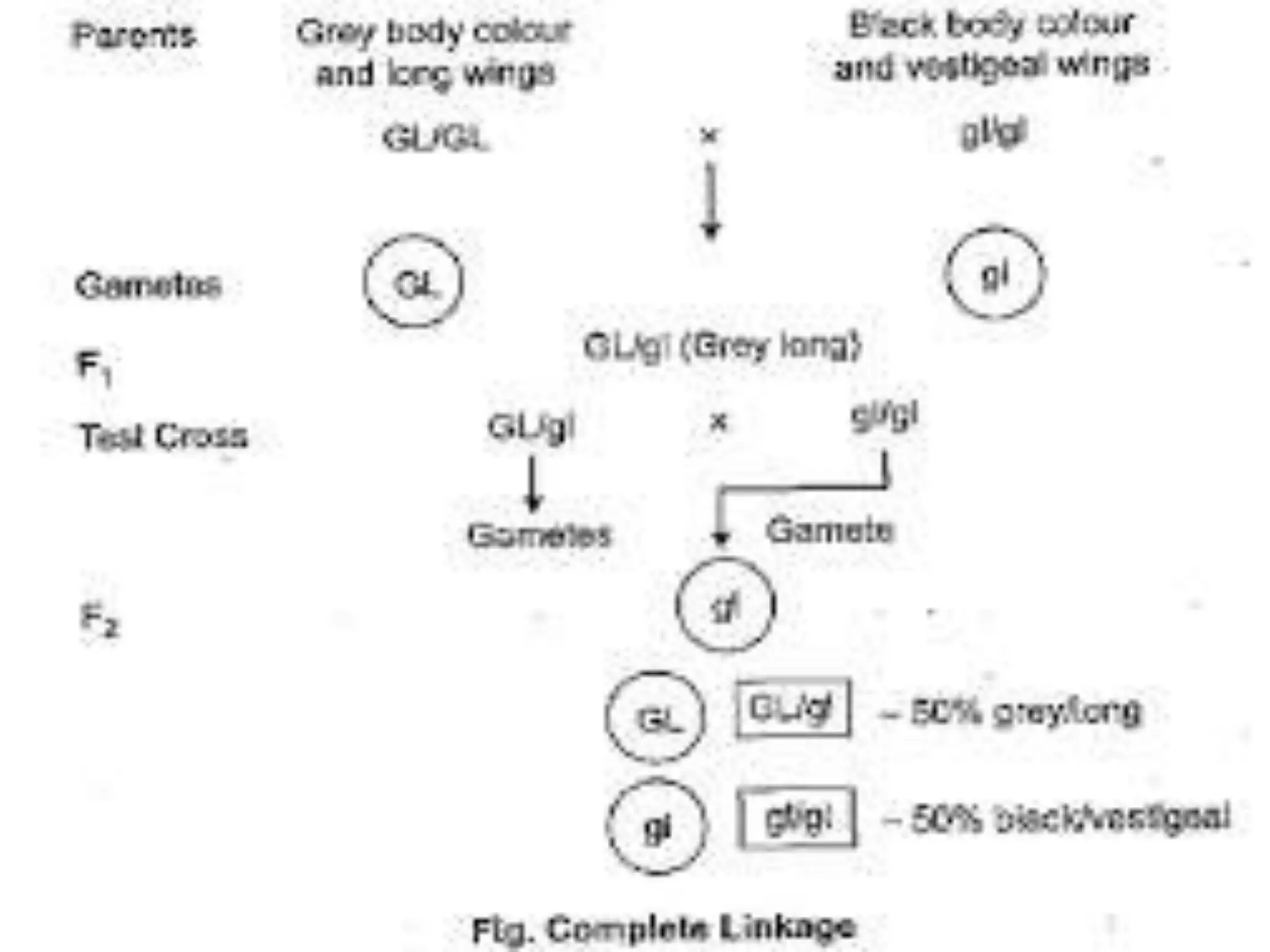Linkage – concept, types and theories | PPTX