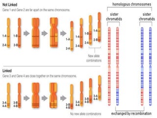 Linkage – concept, types and theories | PPTX