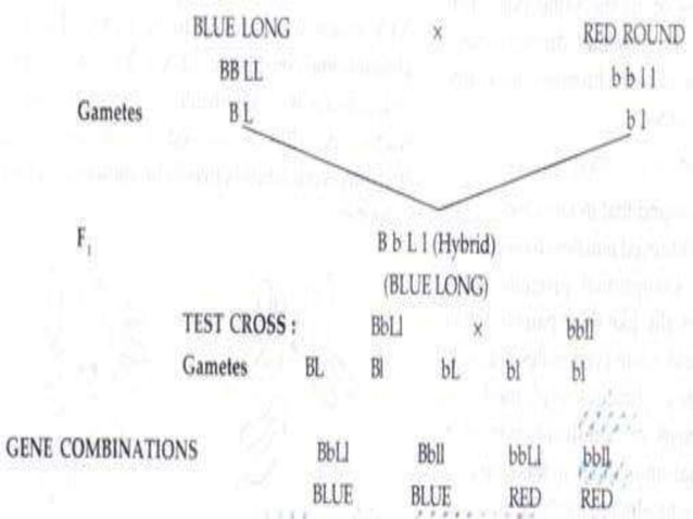 Linkage – concept, types and theories | PPTX