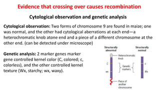 Linkage_Crossing_over.pptx