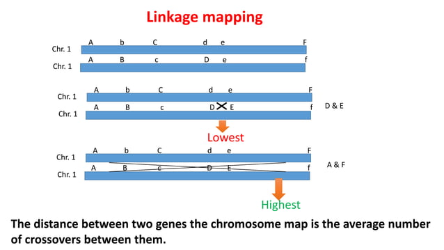 Linkage_Crossing_over.pptx | Genetics | Science