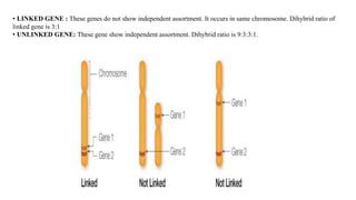 Linkage_Crossing_over.pptx