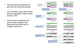 Linkage_Crossing_over.pptx