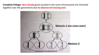 Linkage_Crossing_over.pptx