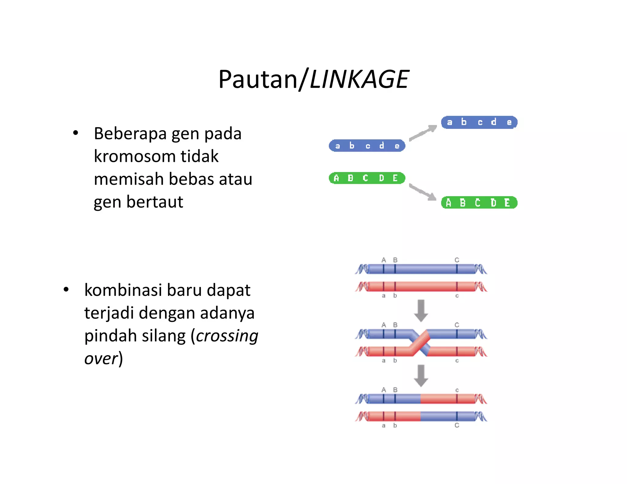 Linkage dan dan crossing over | PDF