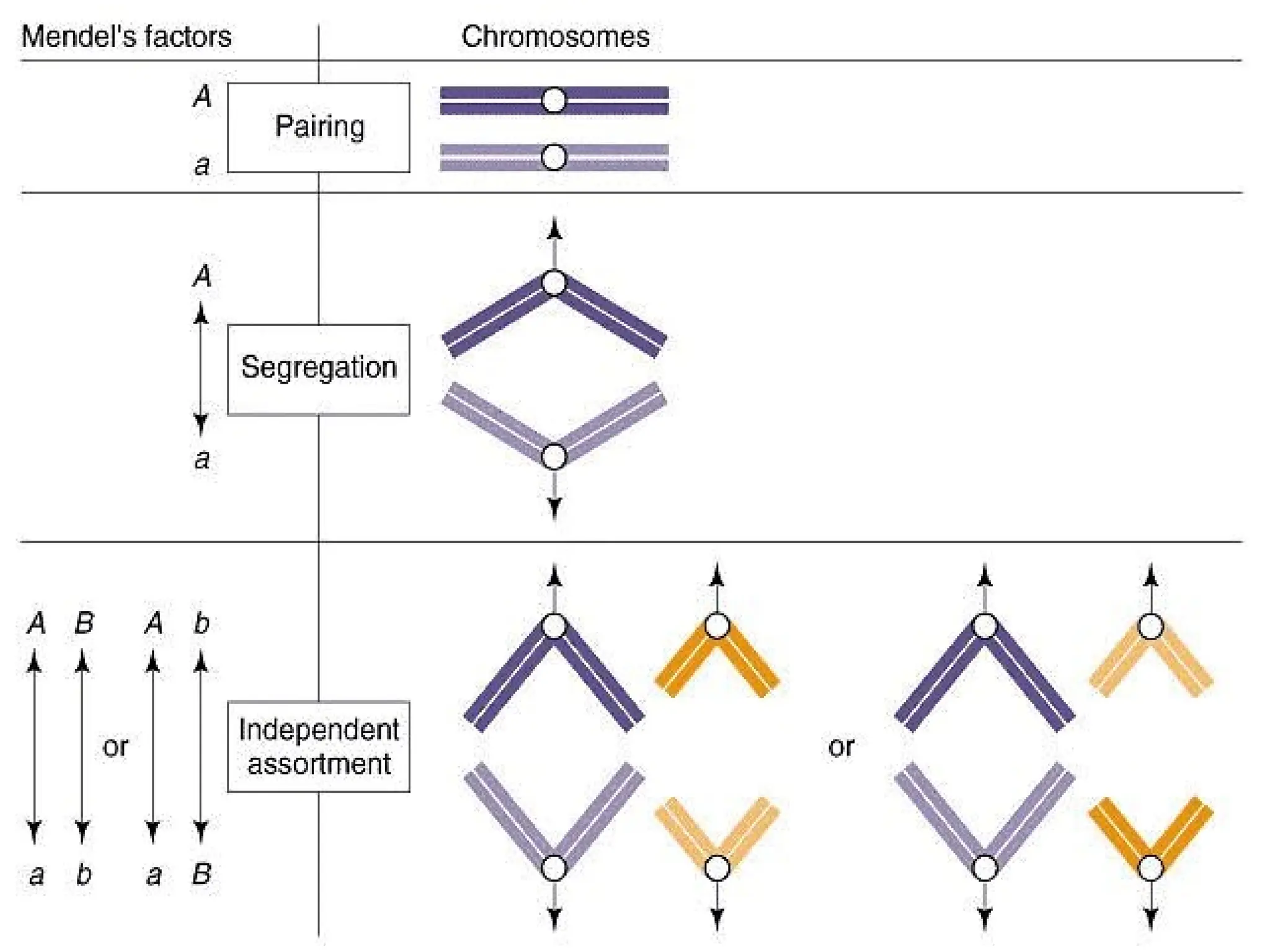 Linkage & its evolution by Swapnil Anand.pptx