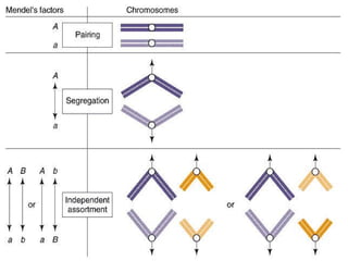 Linkage & its evolution by Swapnil Anand.pptx