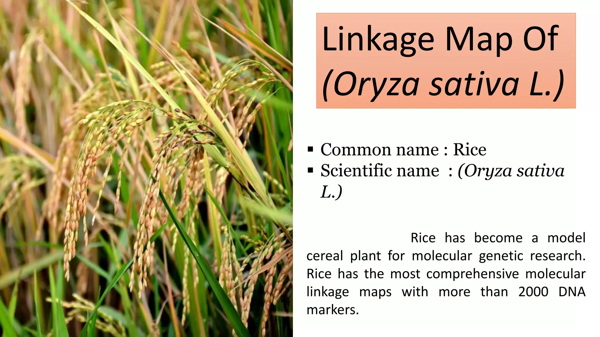 Linkage map of oryza sativa l. | PPTX