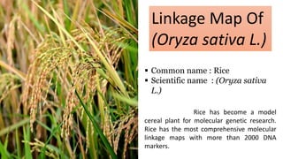 Linkage map of oryza sativa l. | PPT