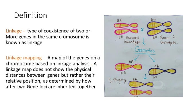 Linkage mapping | PDF