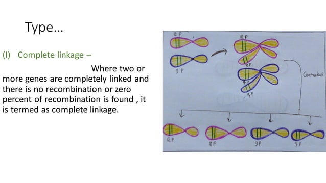 Linkage mapping | PDF