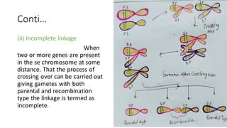 Linkage mapping | PDF