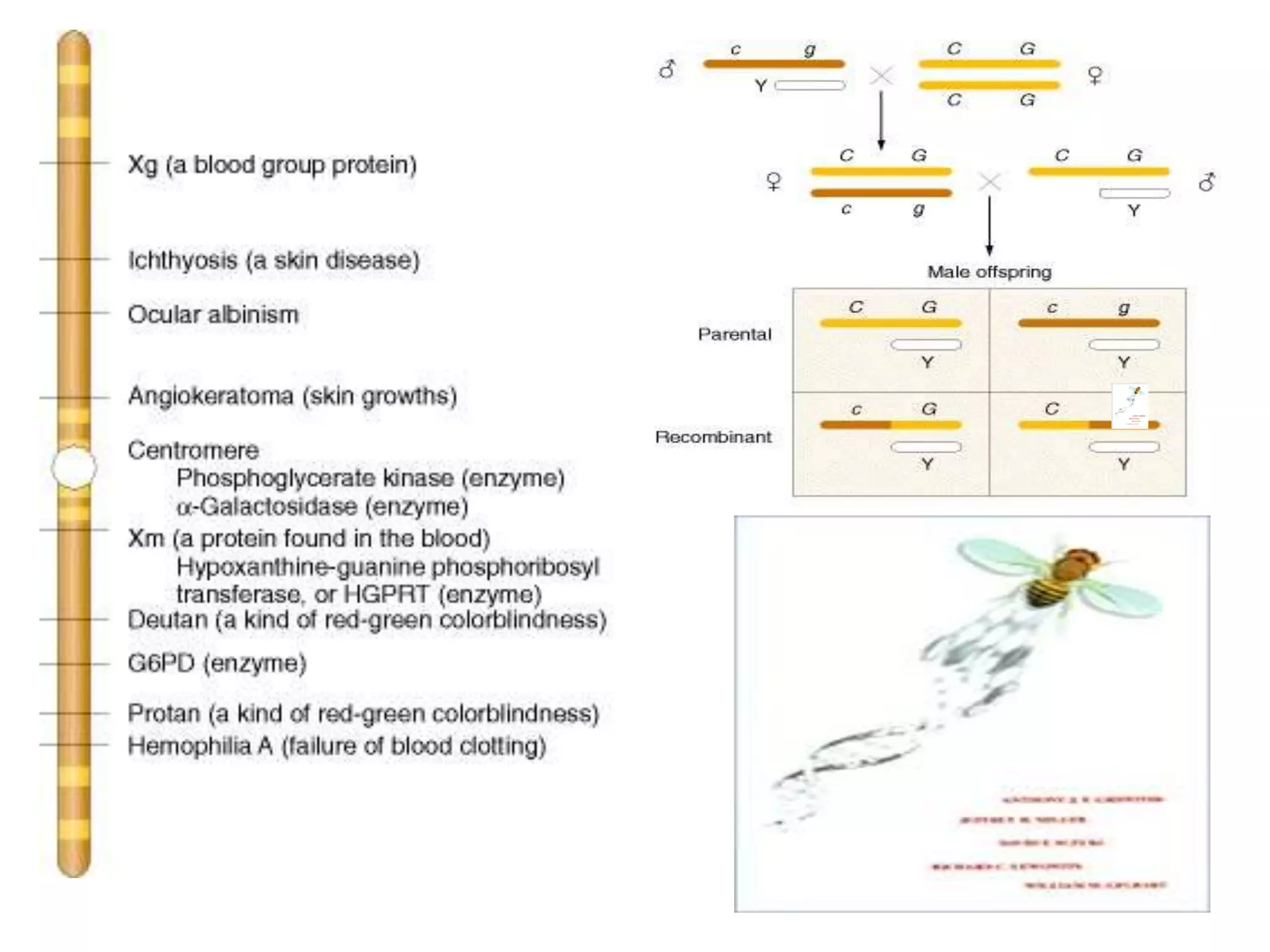 Linkage map ping by recombination in human phyisology ii | PPTX