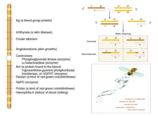 Linkage map ping by recombination in human phyisology ii | PPTX