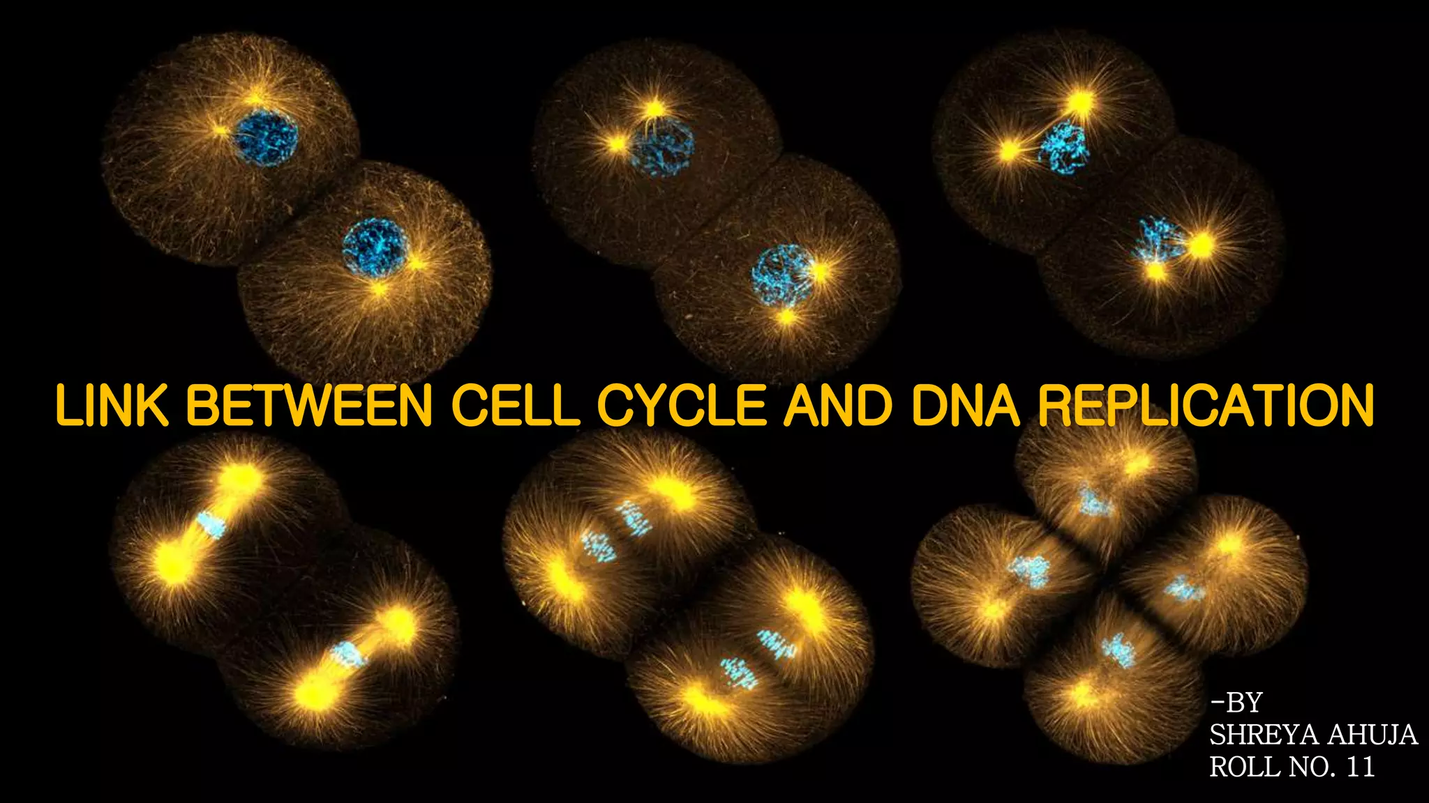 Link between replication and cell cycle | PPTX