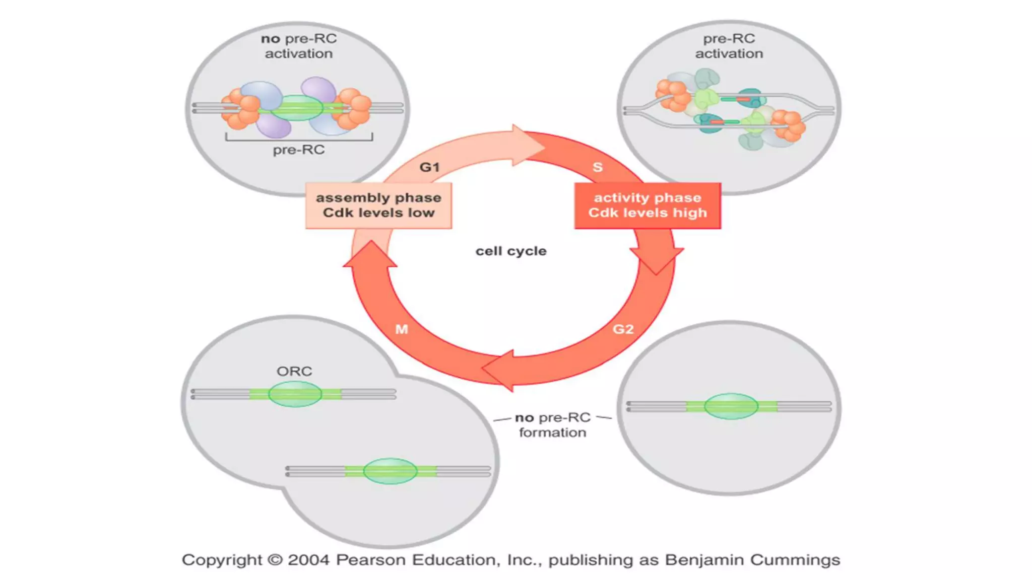 Link between replication and cell cycle | PPTX