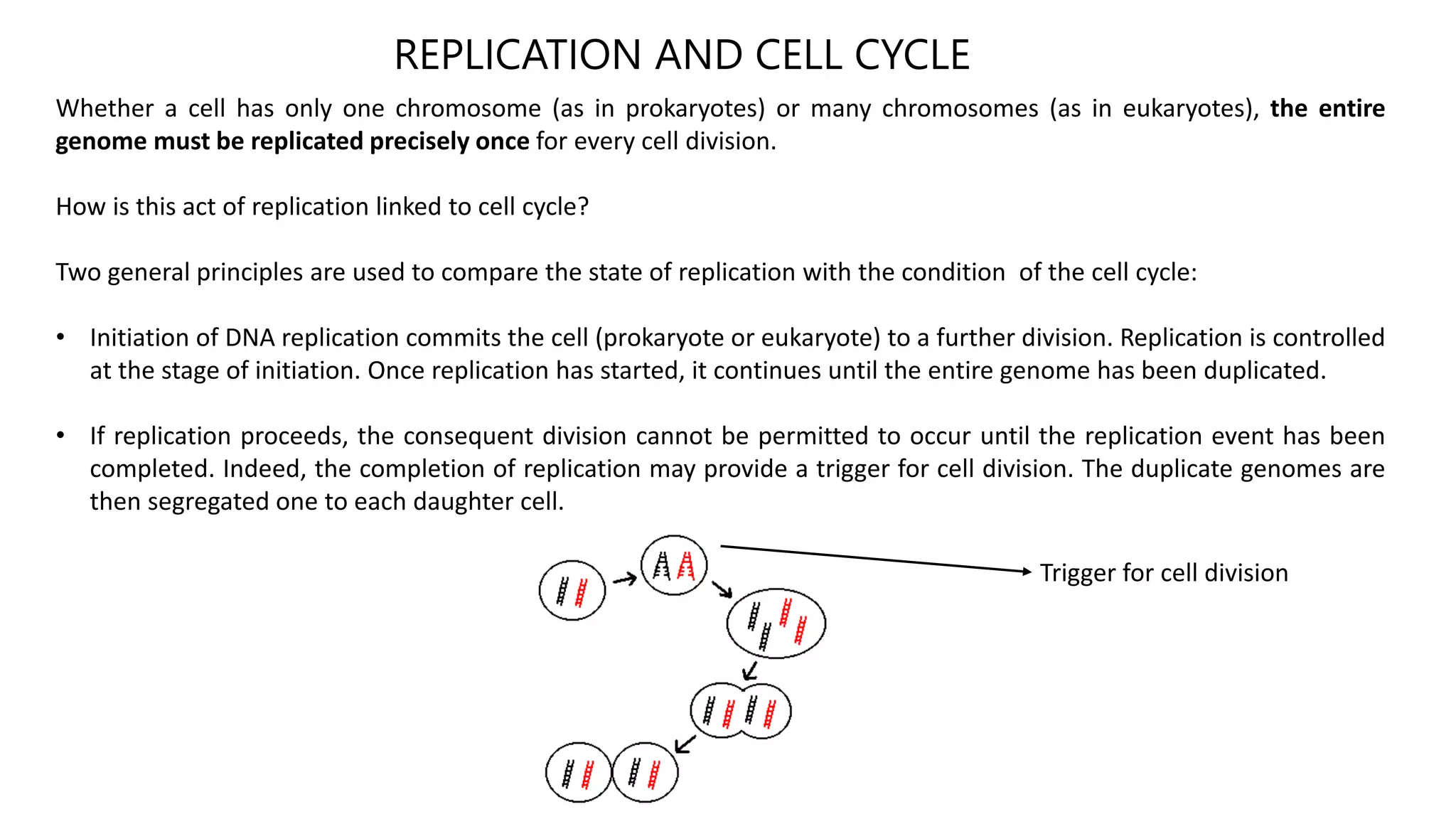 Link between replication and cell cycle | PPTX