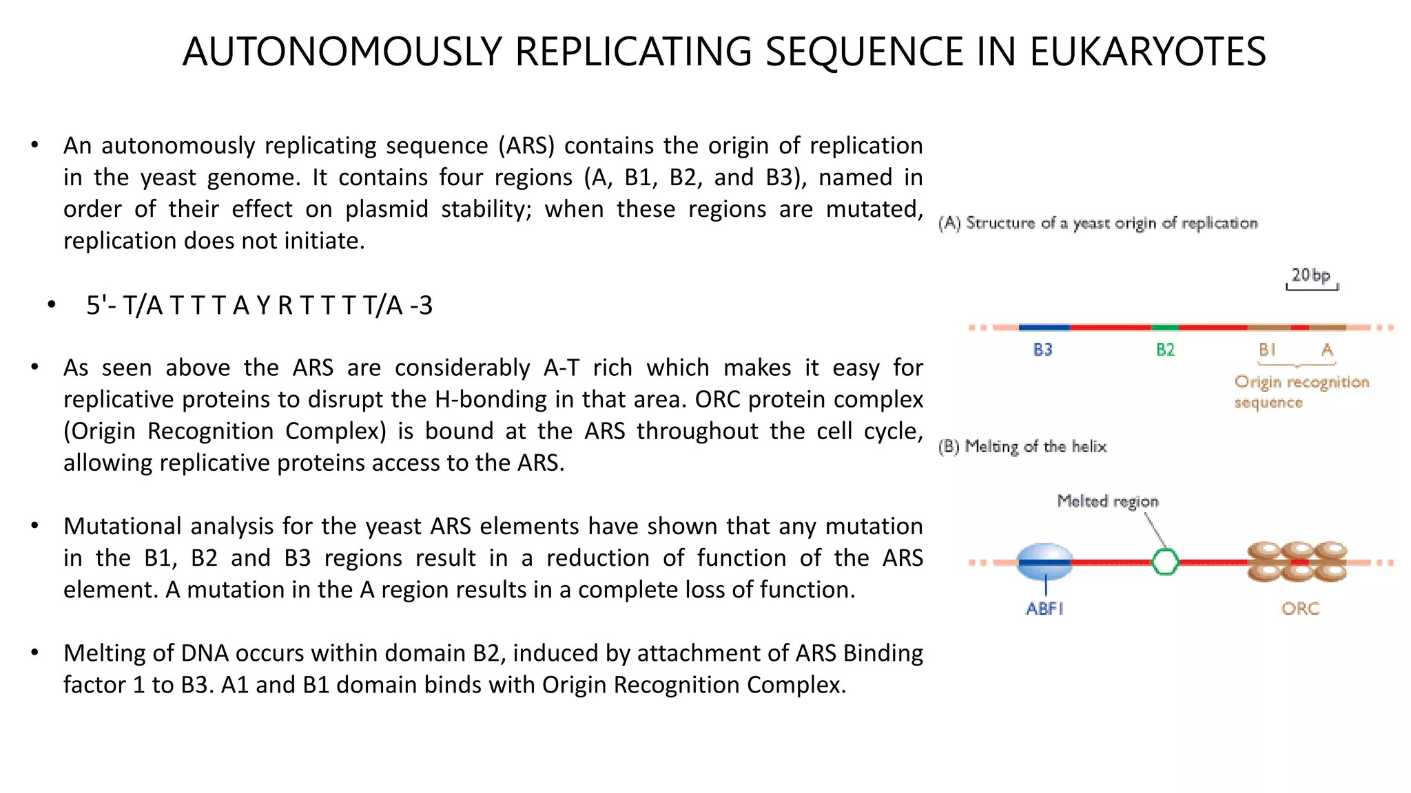 Link between replication and cell cycle | PPTX