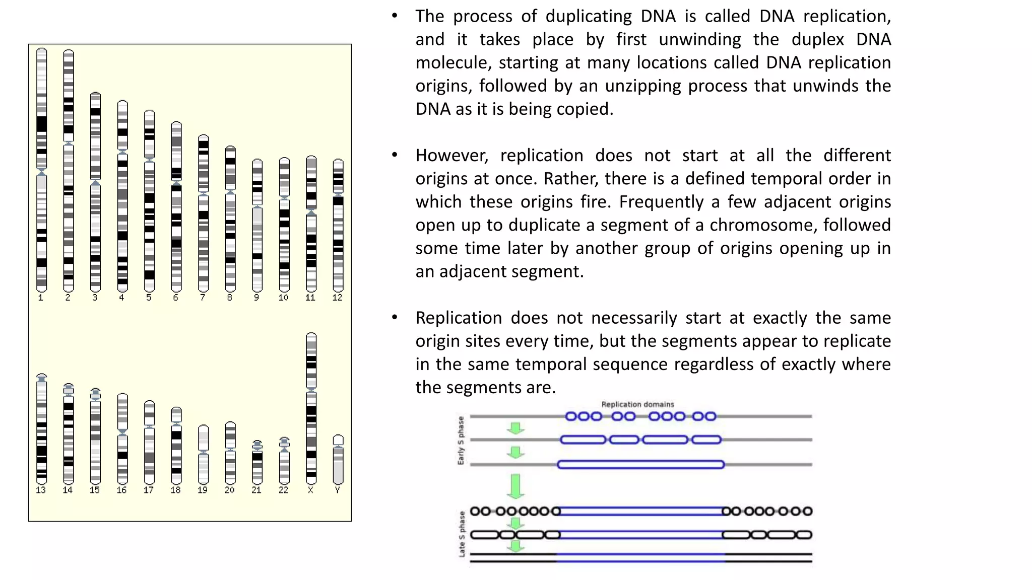 Link between replication and cell cycle | PPTX
