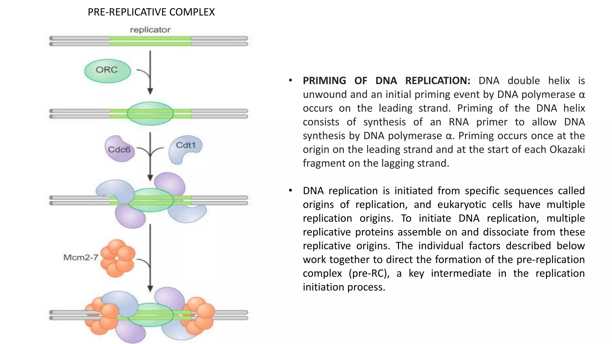 Link between replication and cell cycle | PPTX