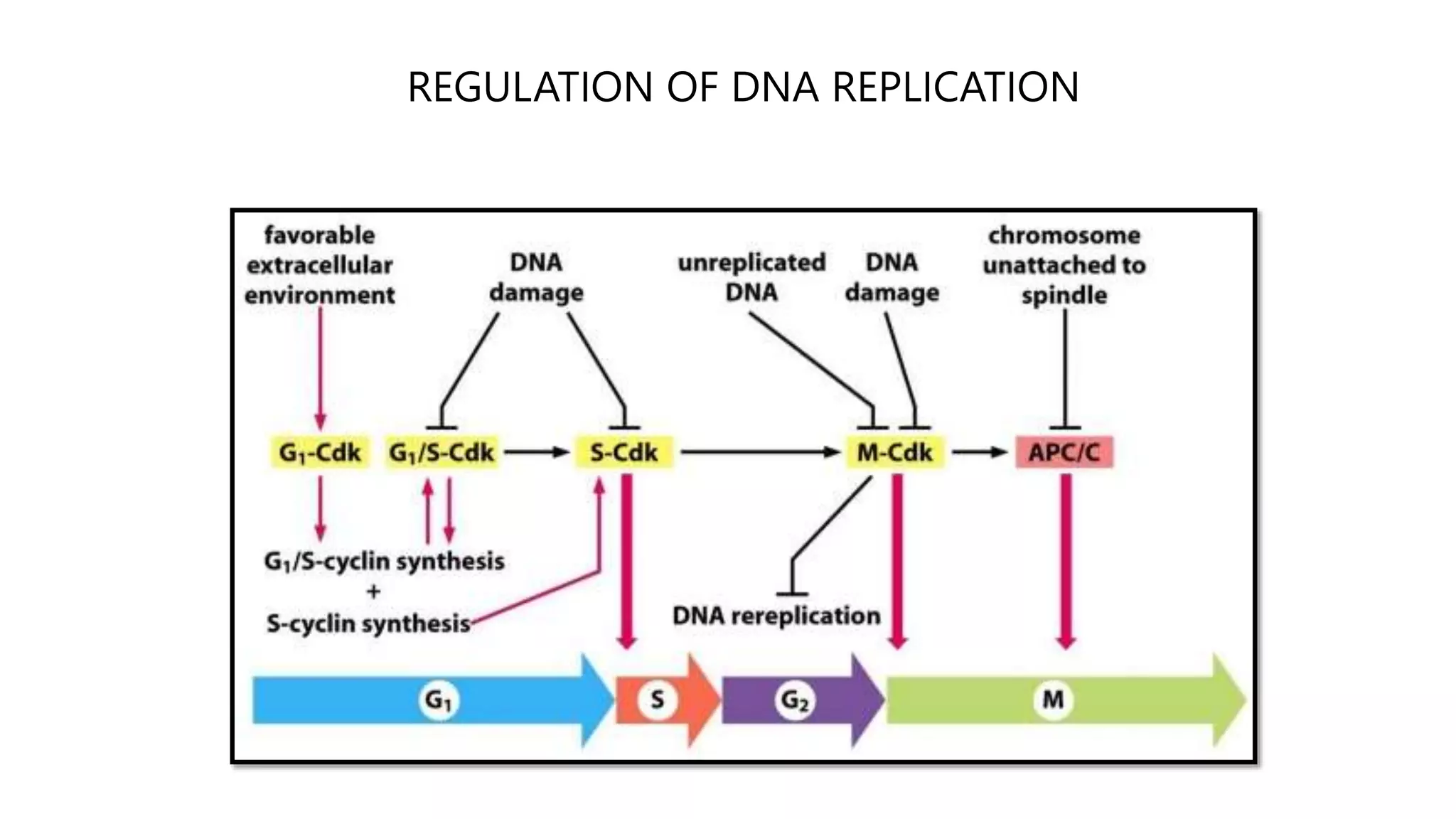 Link between replication and cell cycle | PPTX